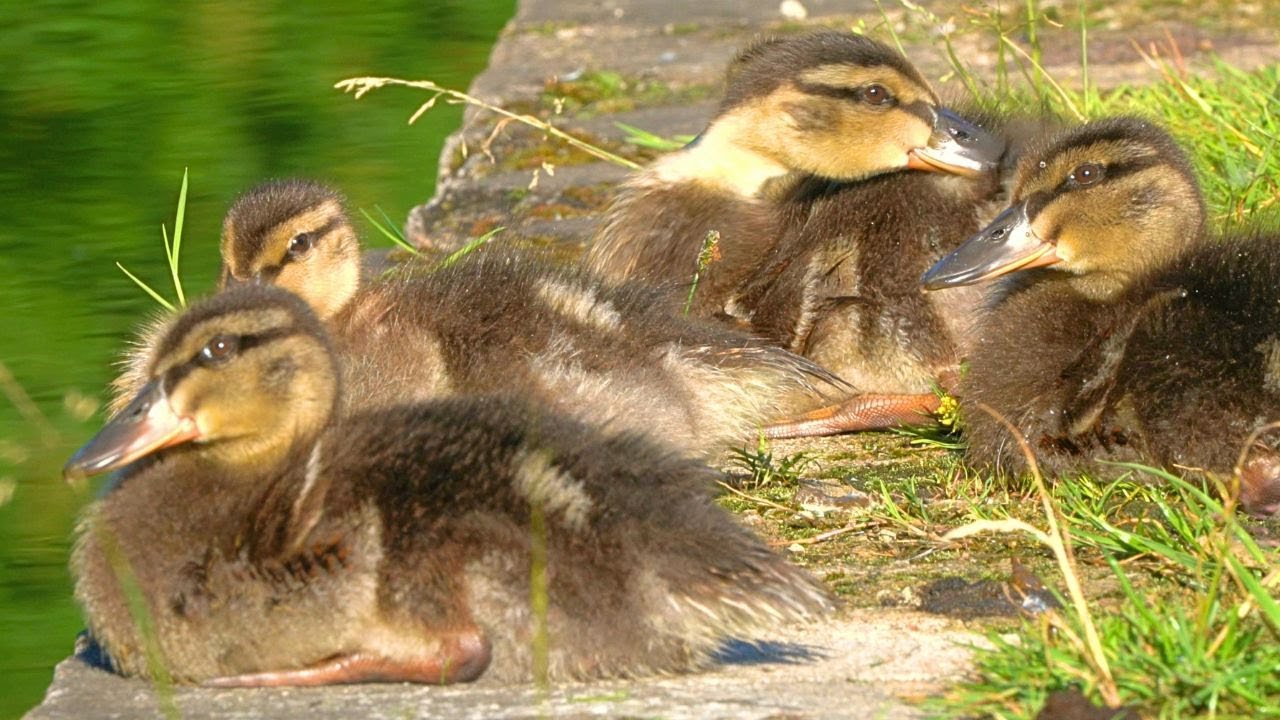 Close-up of the 7 Ducklings Taking It Easy [4K] Mallard Ducks - YouTube
