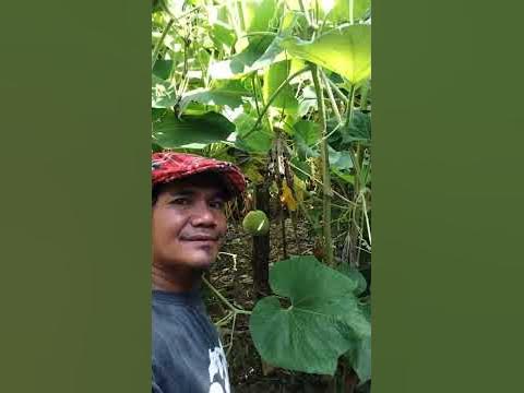 mga tanim na opo Mabilog at papaya Lodi, ️ - YouTube