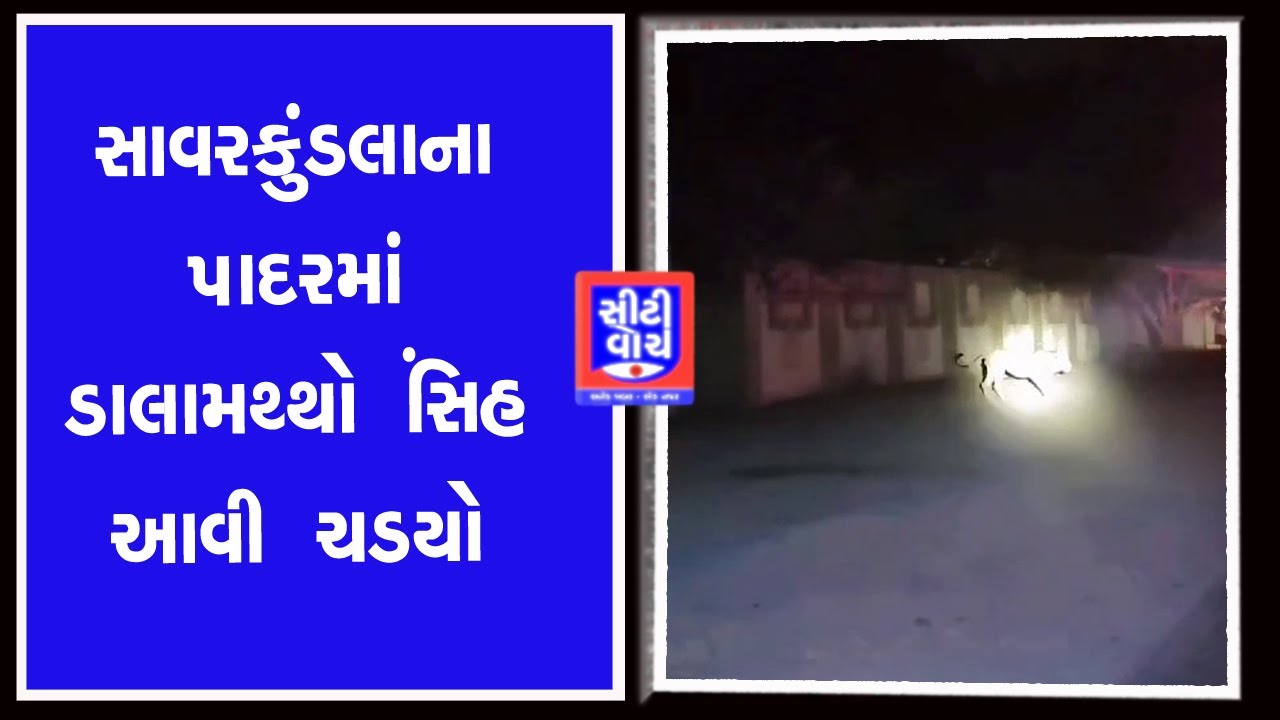 Savarkundla ના પાદરમાં ડાલામથ્થો સિંહ આવી ચડયો | CITY WATCH NEWS - YouTube
