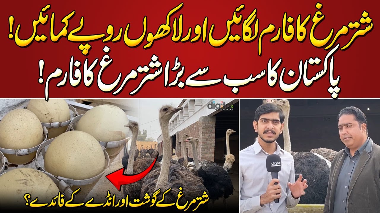 Pakistan's Largest Ostrich Farm: Profits, Benefits of Ostrich Meat and ...