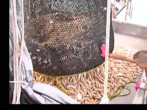 Bycatch and the Northern Prawn Fishery, Australia - YouTube
