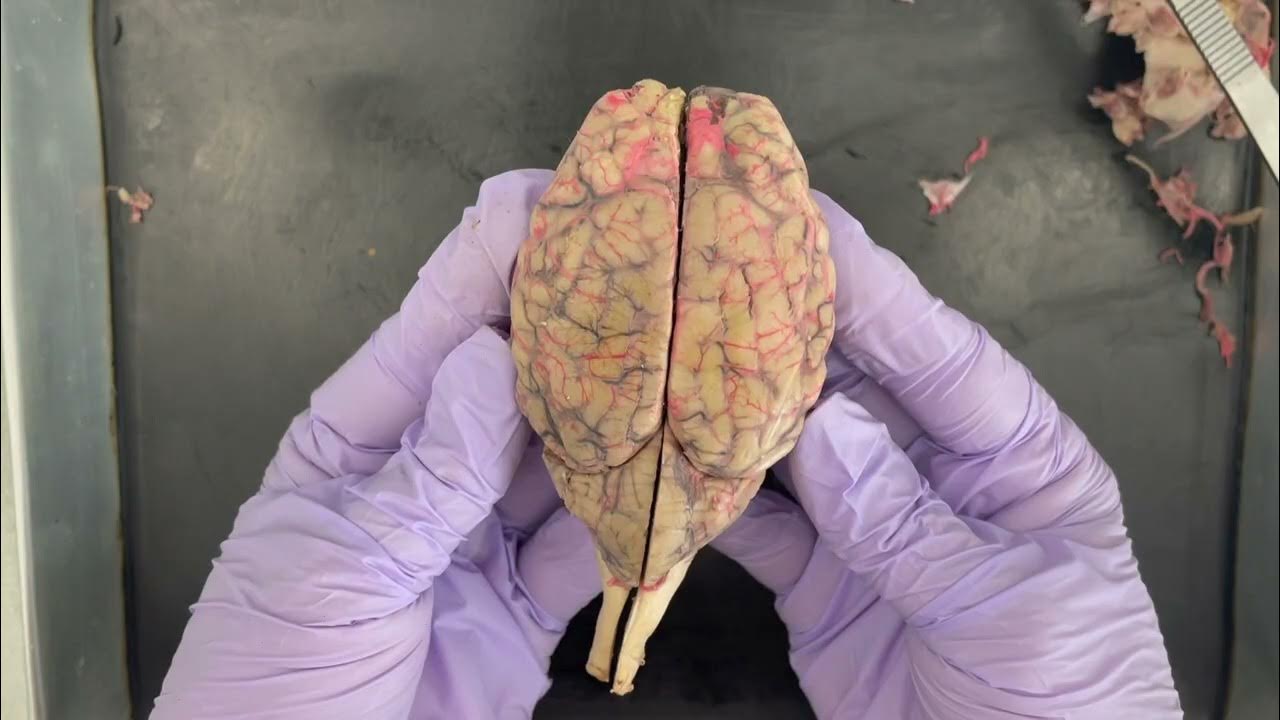 Sheep Brain Dissection Lab Preview - YouTube