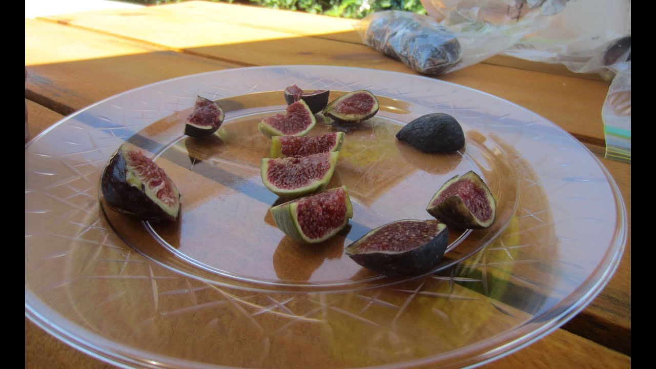 Two of the Best Fig Varieties. Period. Black Madeira & Unk Pastiliere ...