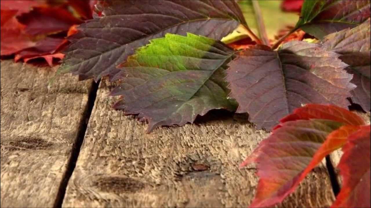 Nicu Alifantis* Emotie de toamna - YouTube