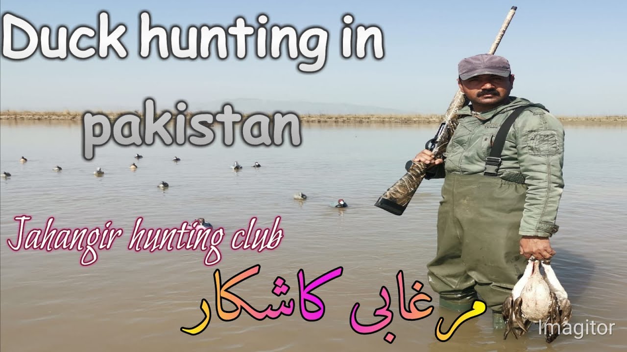duck hunting in pakistan .with mansoor kiani jahangir hunting club ...