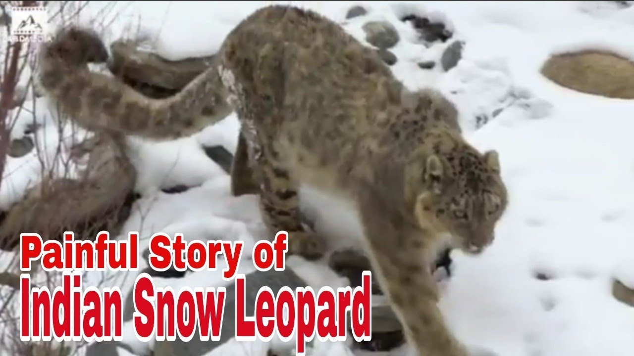Snow Leopard FALLS off the CLIFF to Catch its Prey | Snow Leopard Jump ...