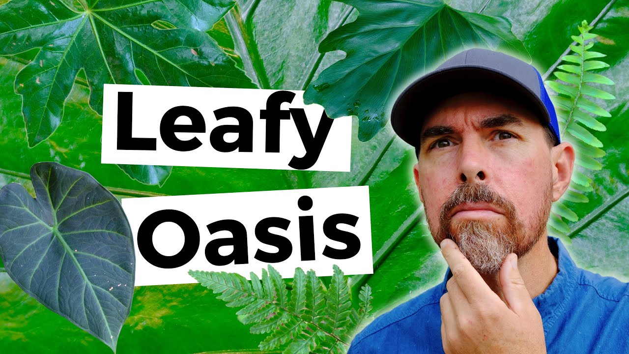 Create Your Own Oasis Growing Tropical Plants In Pots - YouTube