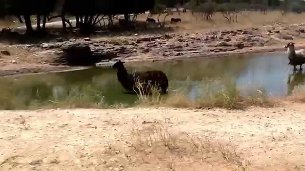 Lama poop pond - YouTube