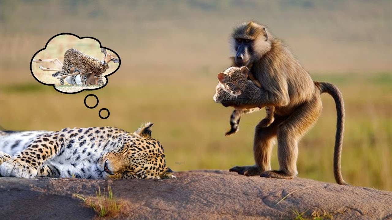 Baboon Captures Leopard Cub To Avenge Its Leader, Unexpected Twist ...