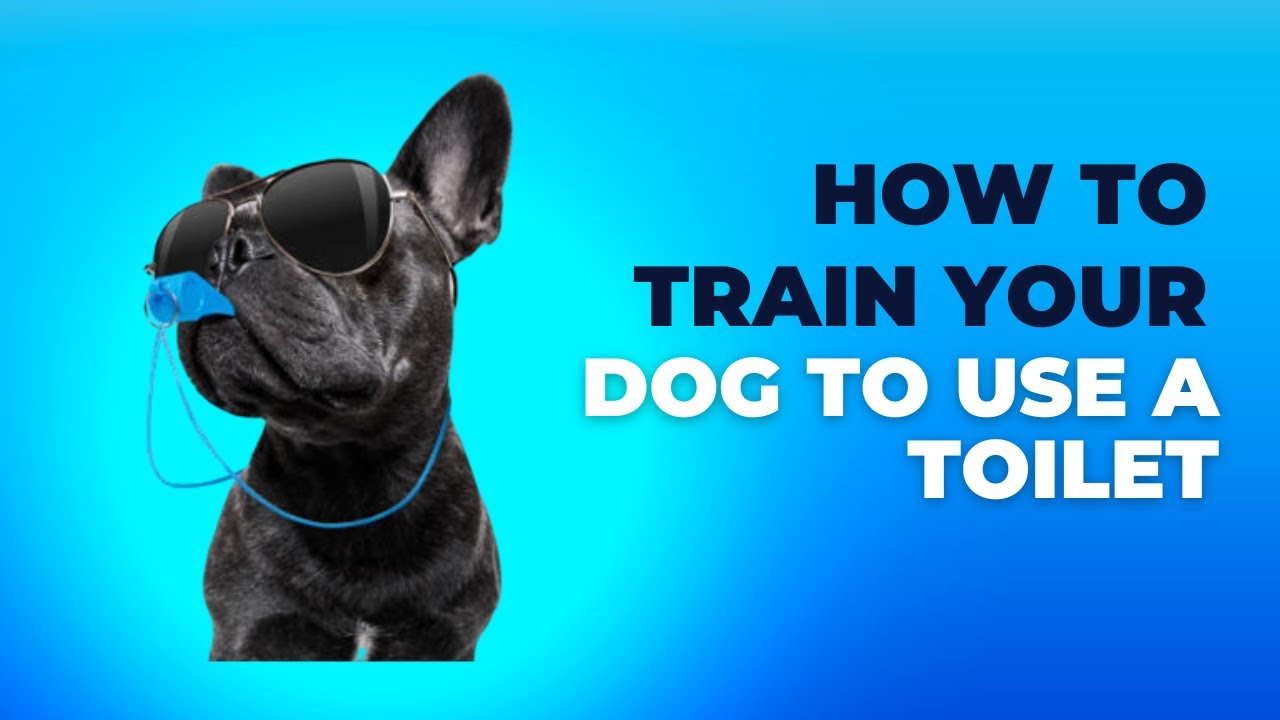 HOW TO TRAIN YOUR DOG TO USE A TOILET - YouTube