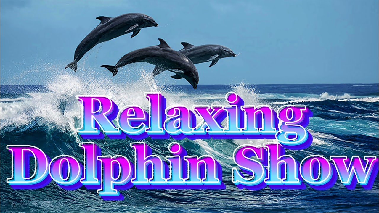 🌊🐬Relaxing Dolphin Show 😍 - YouTube