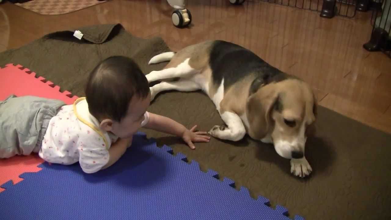 baby vs beagle - YouTube