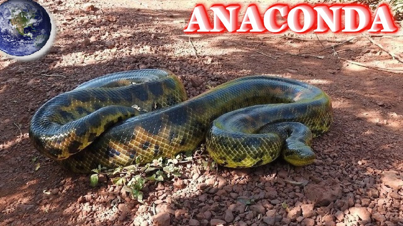 TOP Dangerous Anaconda in the World! - YouTube