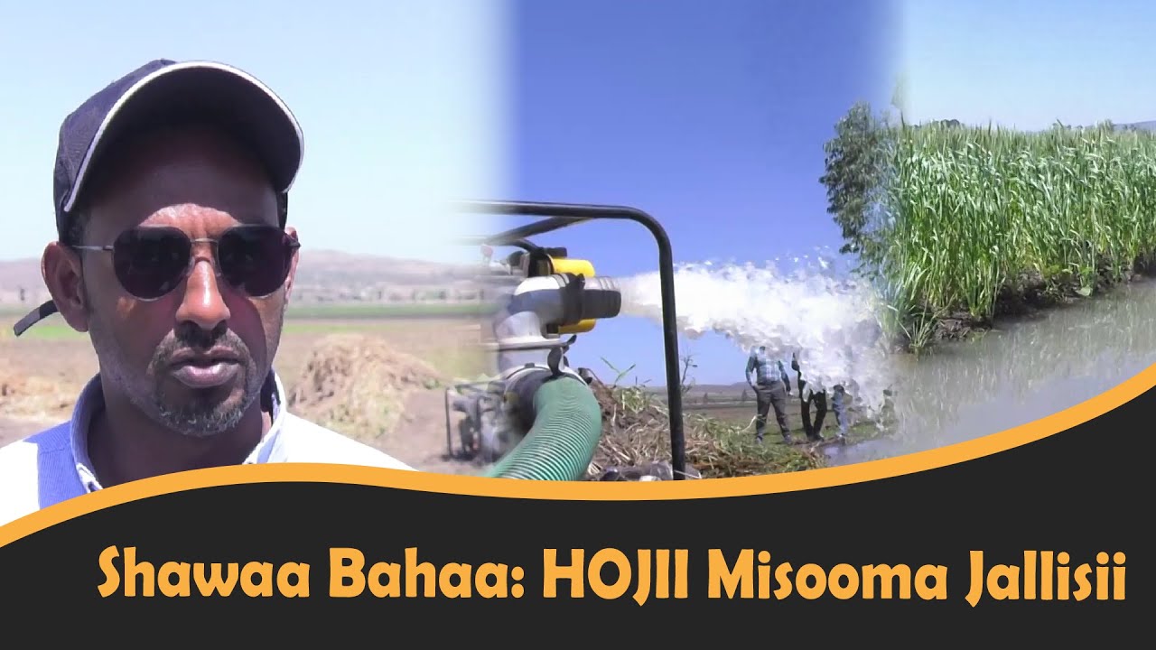 Shawaa Bahaa: HOJII Misooma Jallisii - YouTube