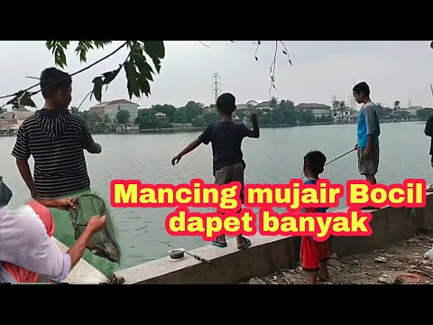 MANCING IKAN MUJAIR // BOCIL AJA DAPET BANYAK