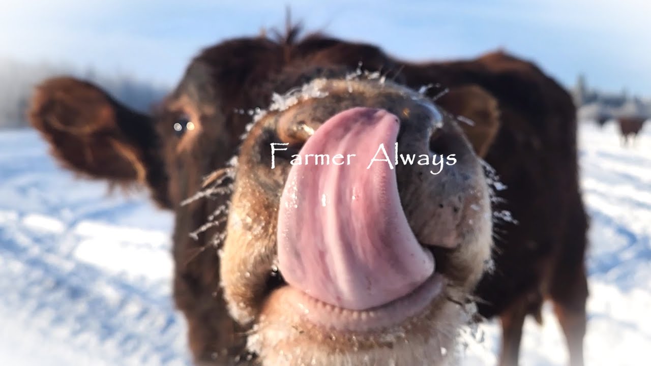 SNowy Frosty Snow COWs - YouTube