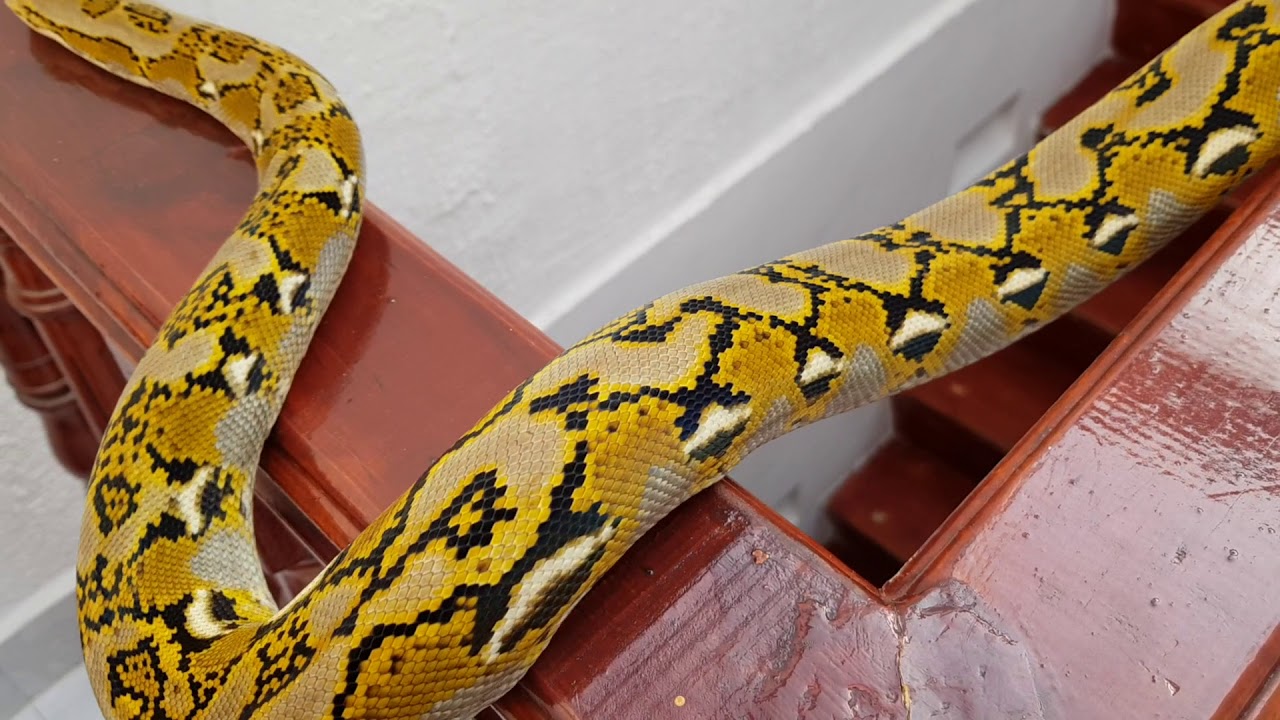 Female Platinum Retic - YouTube