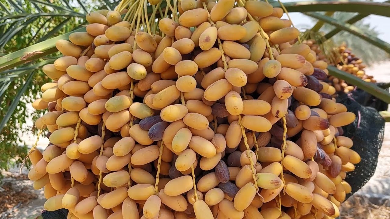 stunning date palm orchard - YouTube