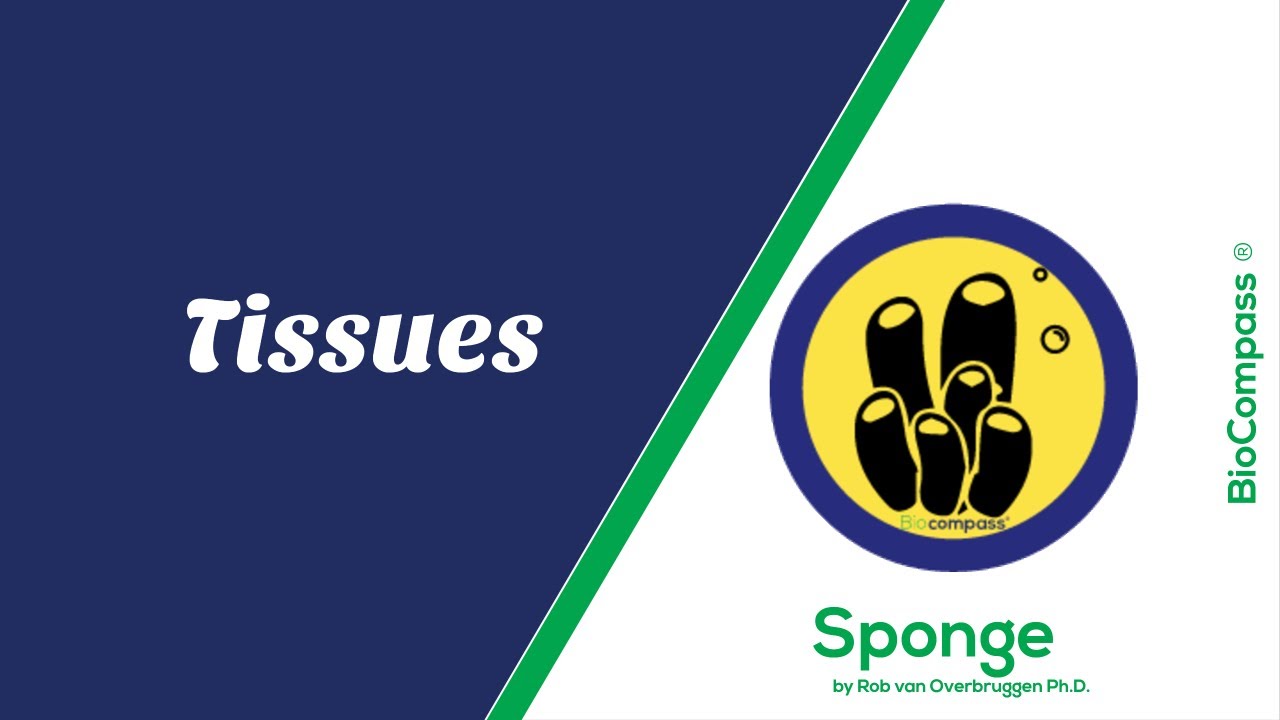 BioCompass® | Exploring the Fascinating Functions of Sponge Brain ...