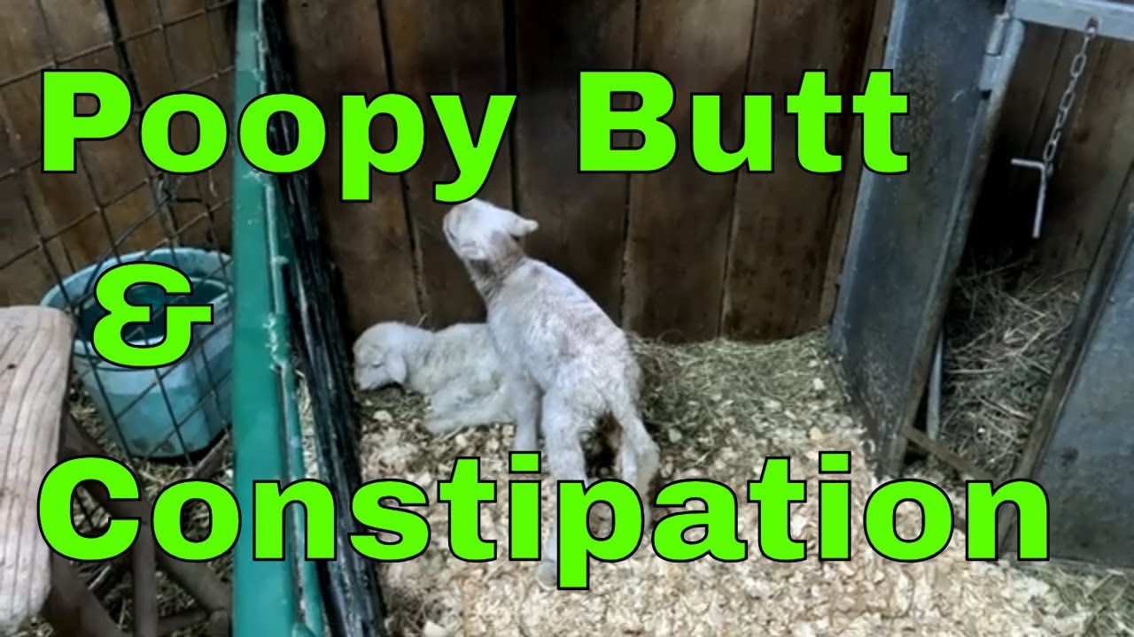 Fixing a Poopy Butt, Constipated Lamb - YouTube