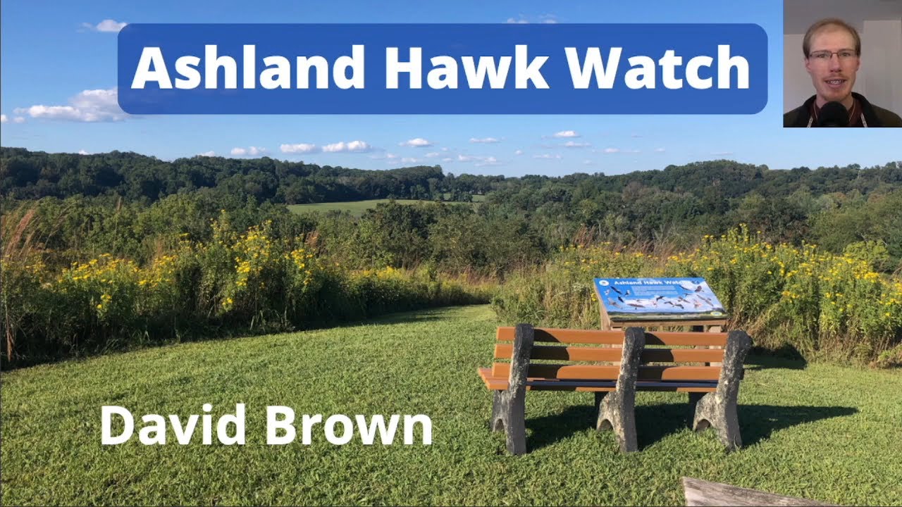 Ashland Hawk Watch 2023 Season Summary - YouTube