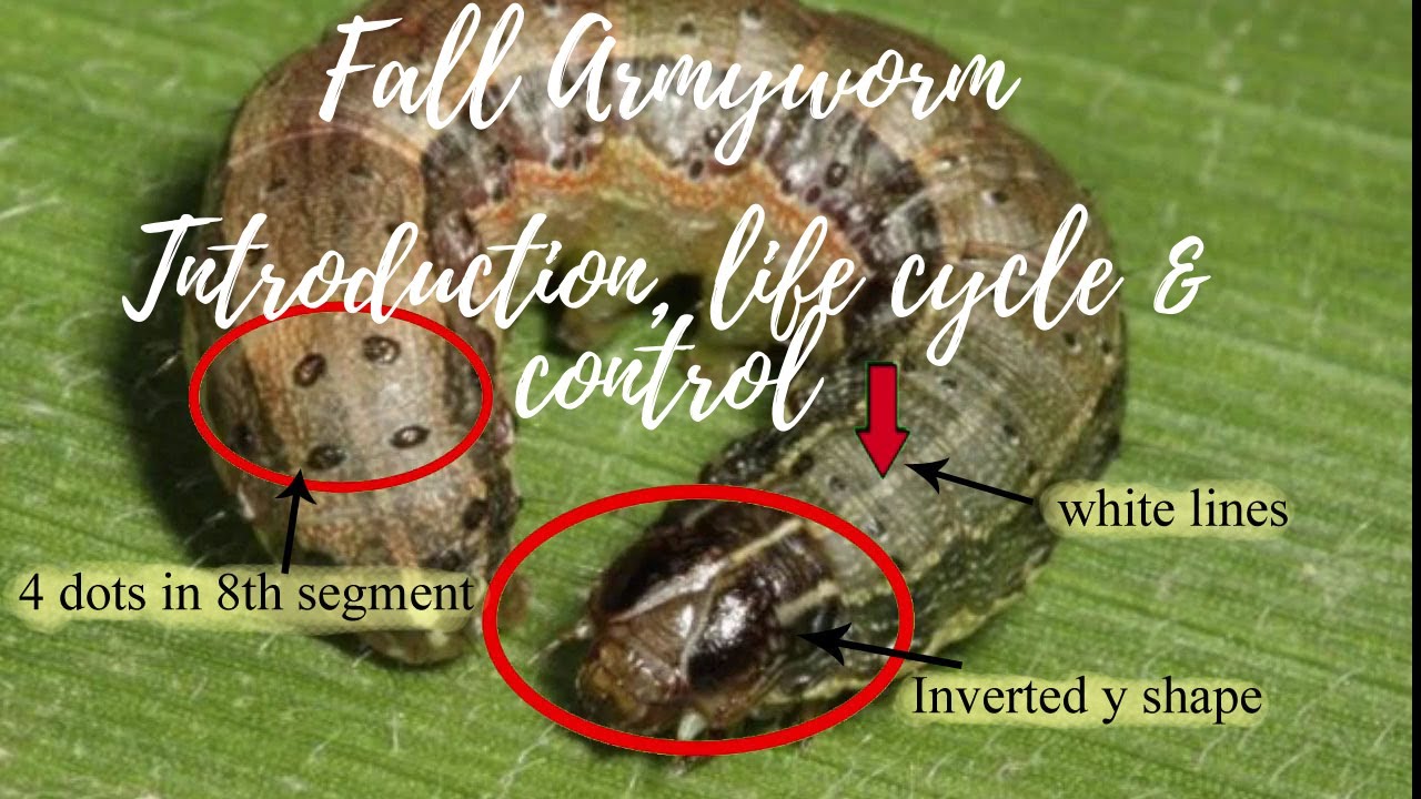 Fall Armyworm : Introduction, life cycle and control - by Pradeep - YouTube