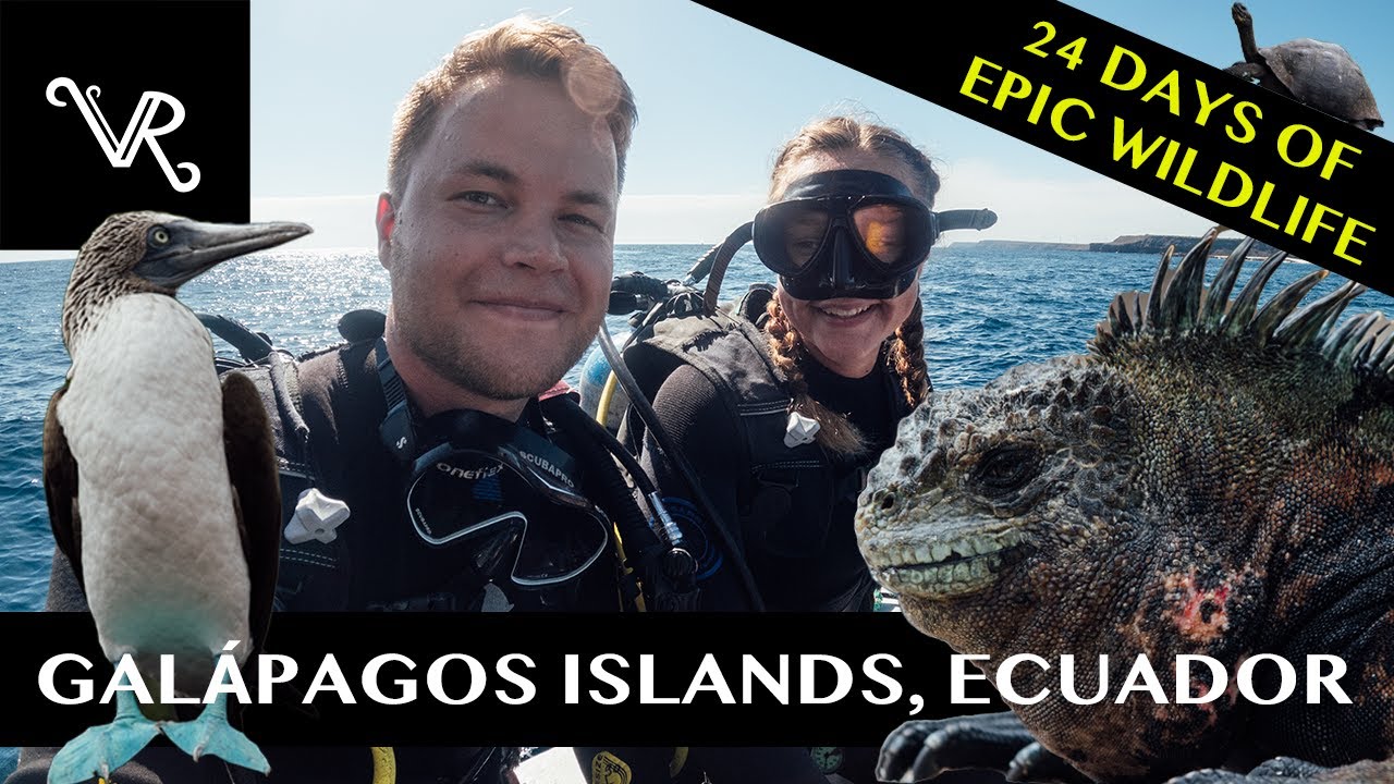 GALAPAGOS ISLANDS, ECUADOR IN 24 DAYS ☆ WILDLIFE & SCUBA DIVING (4K ...