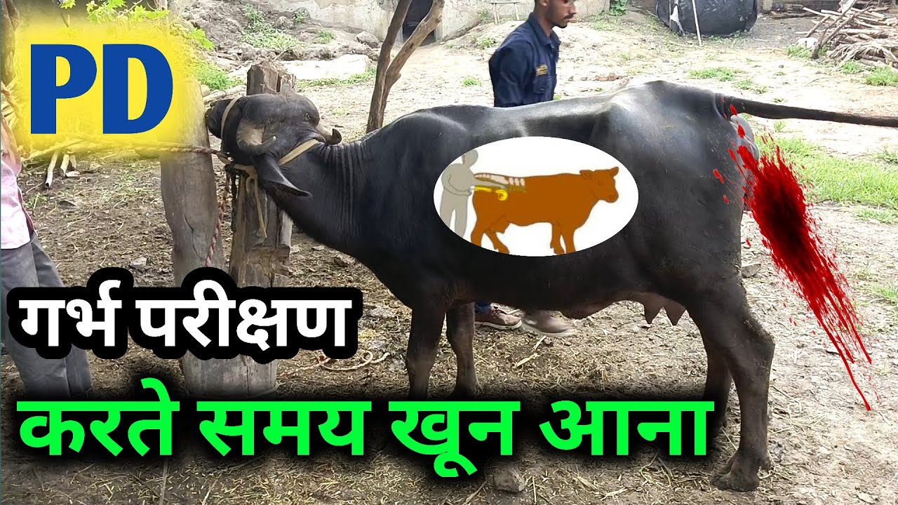 PD(गर्भ परीक्षण) करते समय खून‌ आना क्या करें? Pregnancy diagnosis in ...