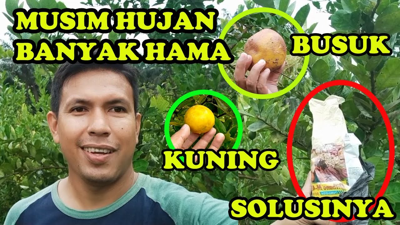 Cara Menanggulangi Hama Jeruk Nipis Yang Buat Jeruk Nipis Kuning dan ...