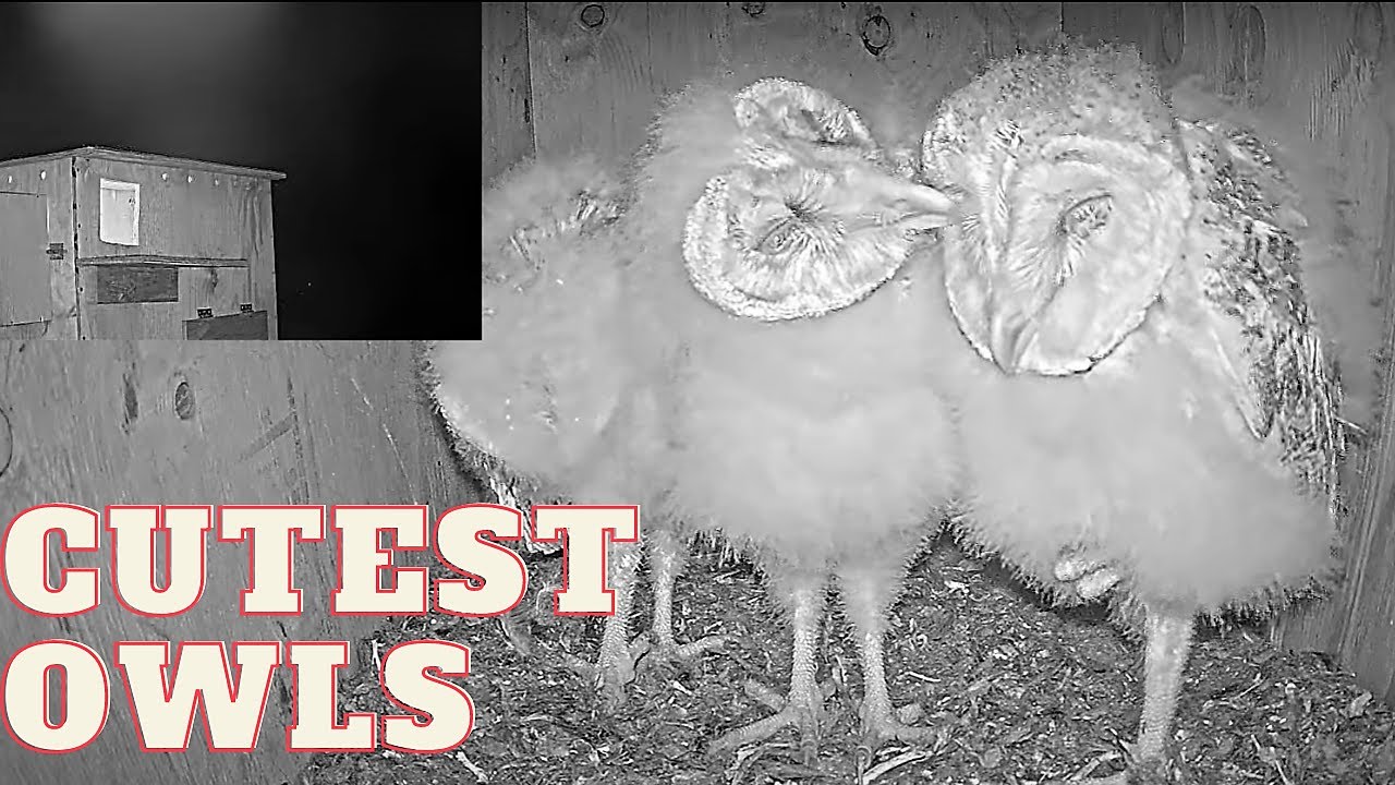 Cutest OWL Babies EVER: Barn owl nestling kiss and preen each other ...