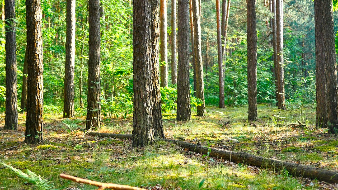 Beautiful summer forest. Singing birds in the forest, first days of ...
