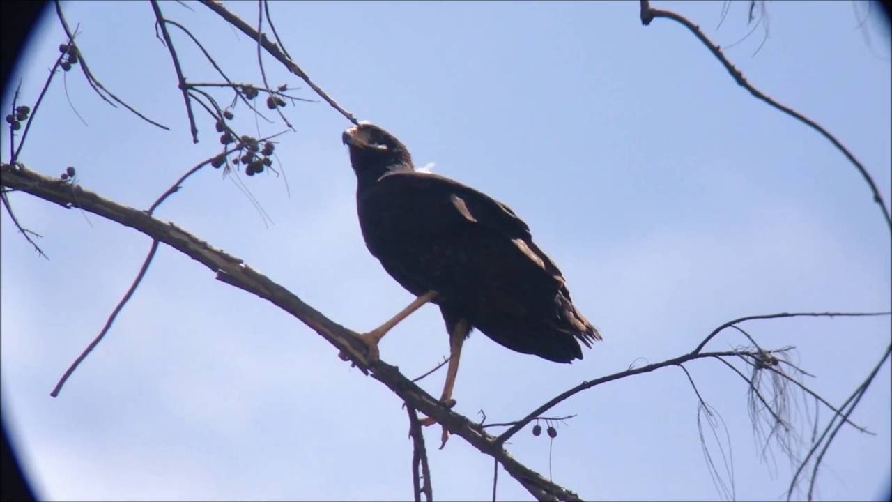 Great Black-Hawk - Virginia Key, Miami, Florida - YouTube