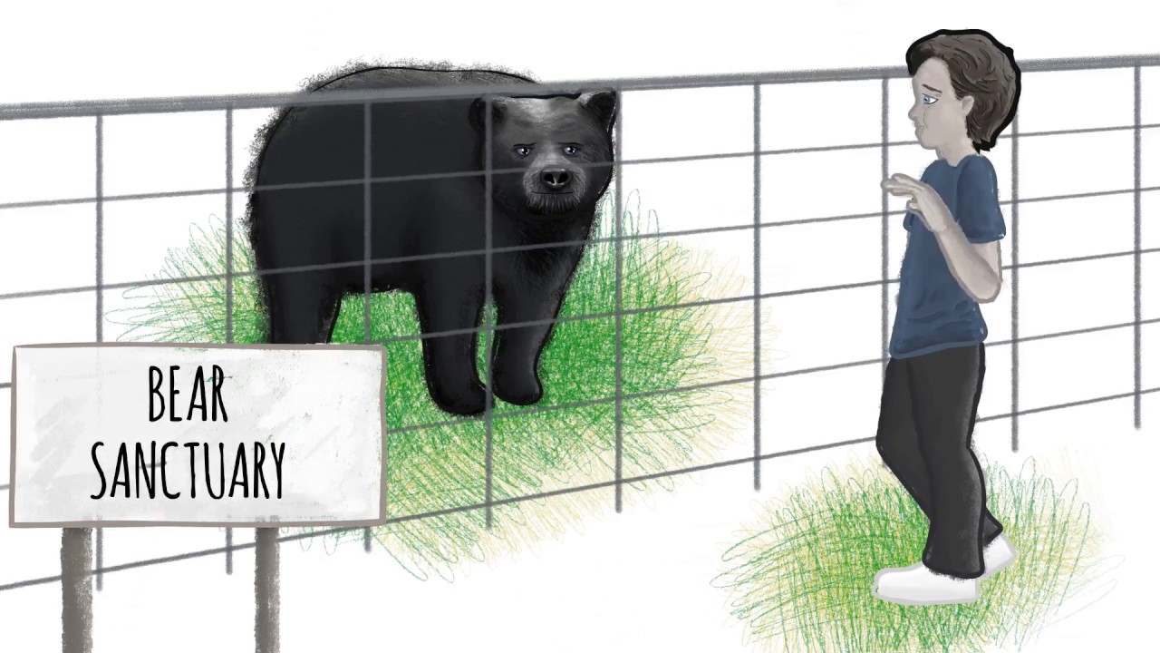 OneProtest Anti-Bear Hunting PSA - YouTube