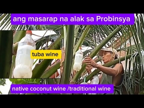 masarap na alak TUBA wine /alak Ng Probinsya/native coconut wine - YouTube