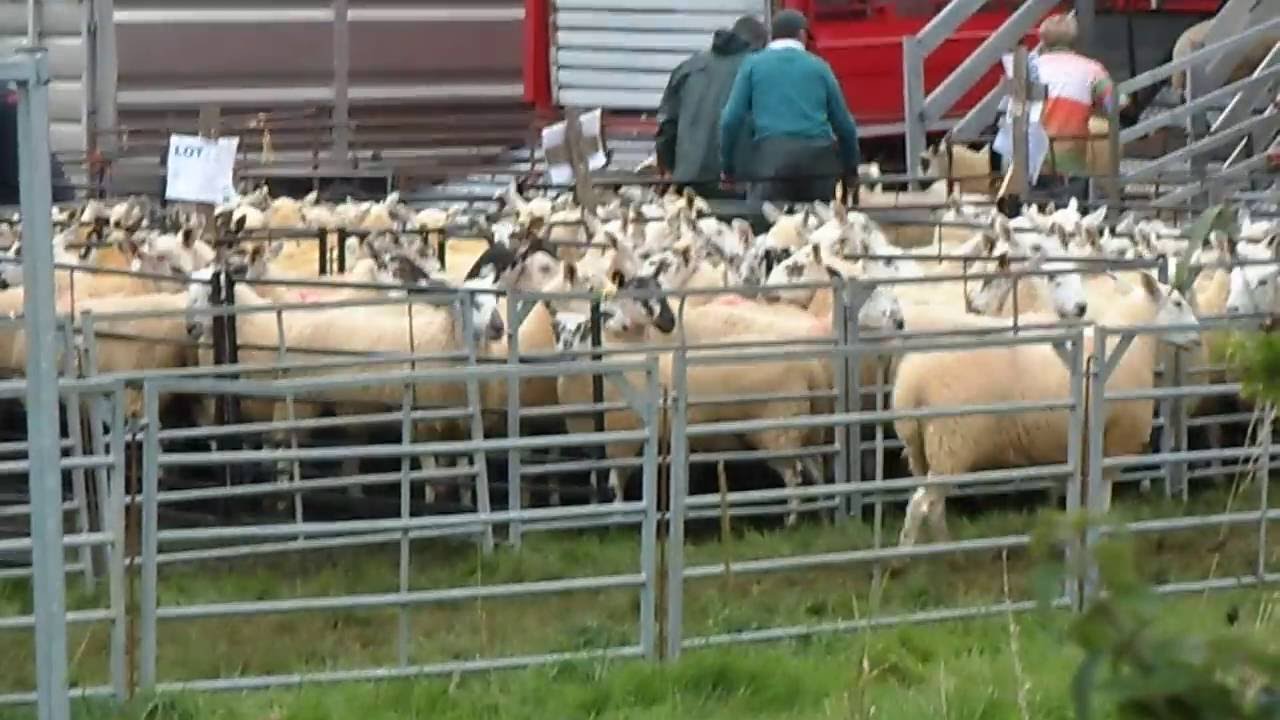 WELSH MULE BREEDING EWES & EWE LAMB SALE @ THE ROYAL WELSH SHOWGROUND ...