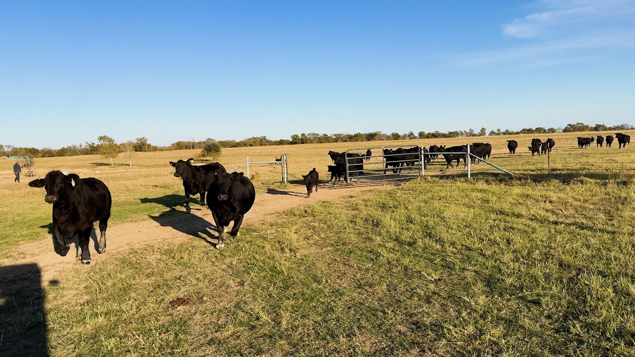 Breeding Season Begins: MasterPiece Meets 7 Heifers for the First Time ...