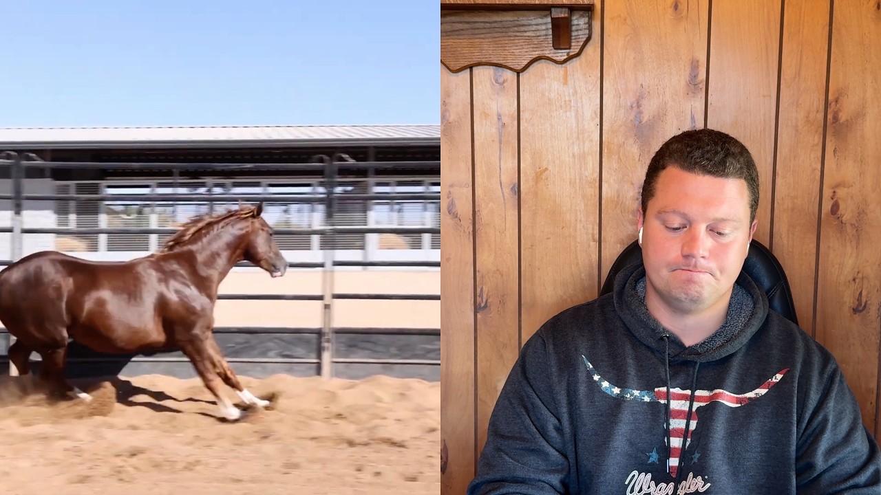 World Champion Horse Trainer Evaluates Show Prospects - YouTube