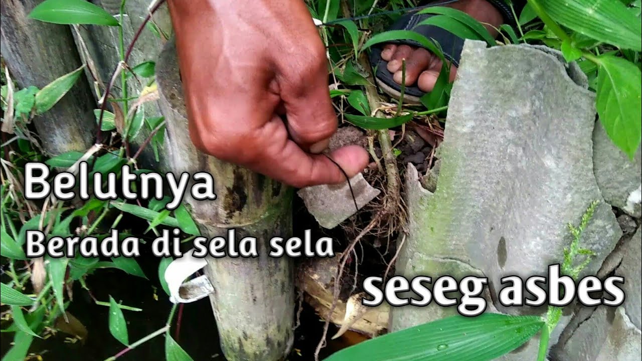 Jangan abaikan lubang di sela sela "SESEG"bambu - YouTube