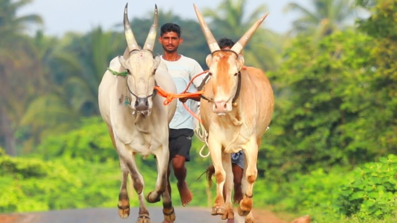 Gandhada Gudi(ಗಂಧದ ಗುಡಿ) & Don Jairaj | Bulls Running | Devihosur Hori ...