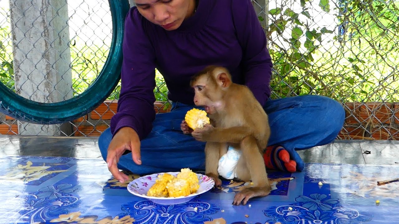 My beloved monkey Ella eating so fast because she want to play in her ...