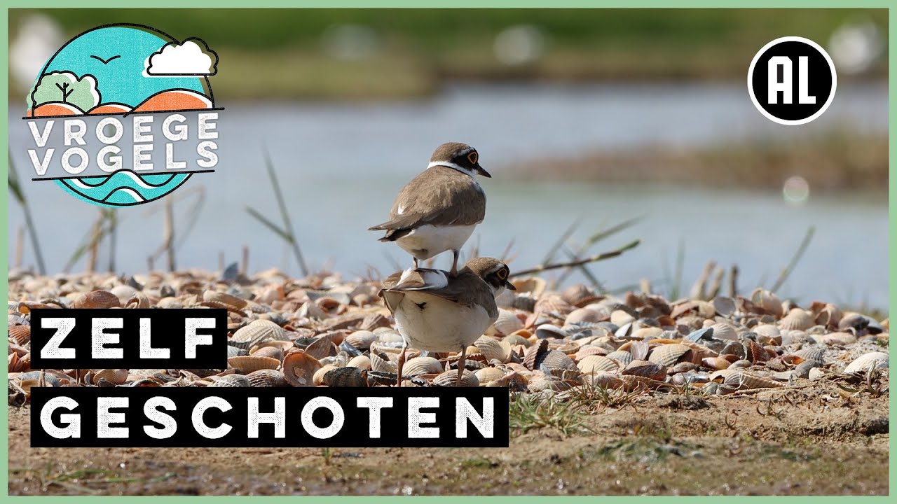 Parende kleine plevieren | Zelf Geschoten | Vroege Vogels - YouTube