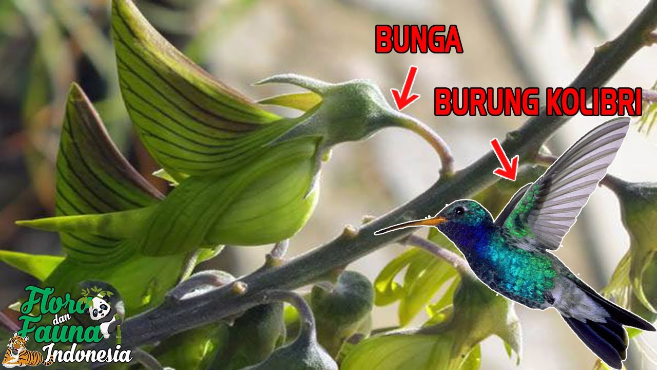UNIK DAN LANGKA BUNGA INI MIRIP SEKALI SEEKOR BURUNG KOLIBRI - YouTube