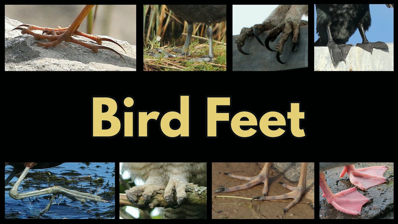 BIRD FEET - YouTube