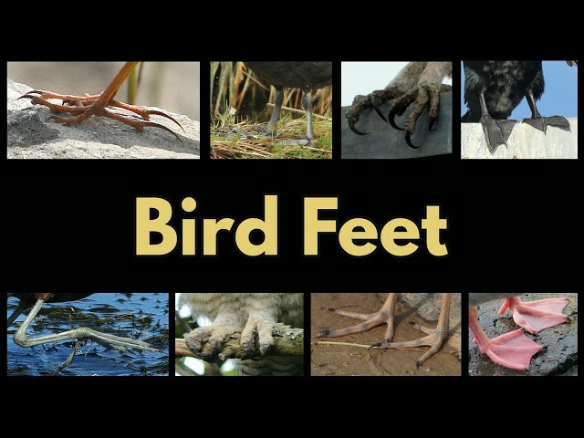 Bird Feet Facts