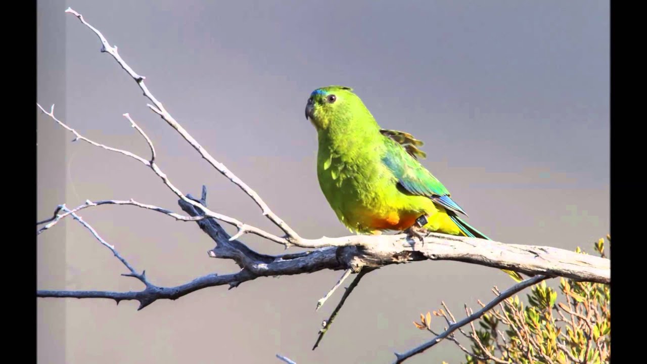 Orange-bellied Parrot: 'Morning in Melaleuca' - YouTube
