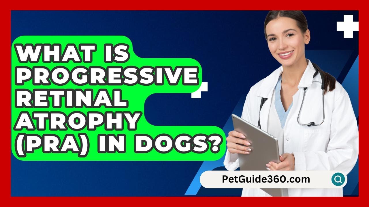 What Is Progressive Retinal Atrophy (PRA) In Dogs? - PetGuide360.com ...