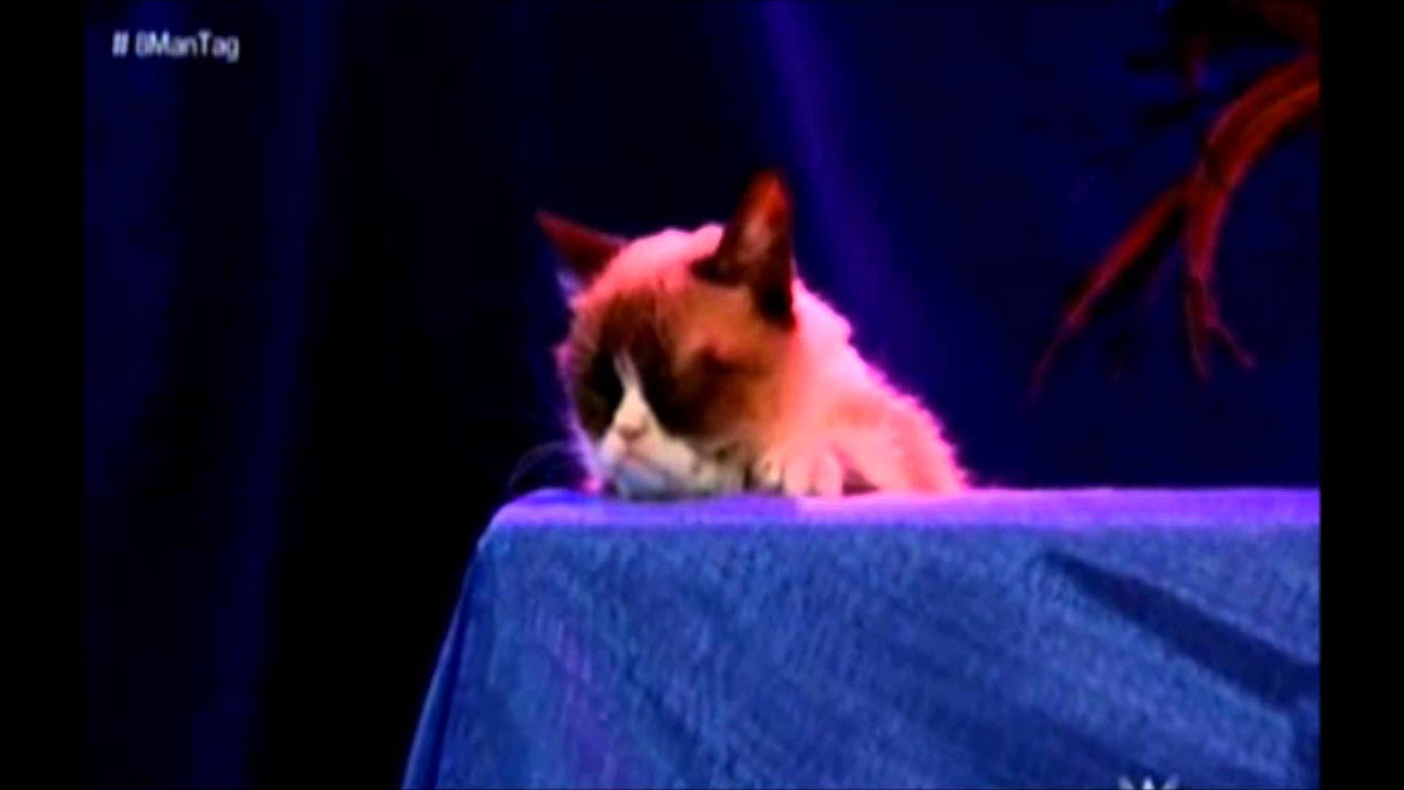 WWE RAW 11/17/14 Review Podcast: Grumpy Cat - YouTube