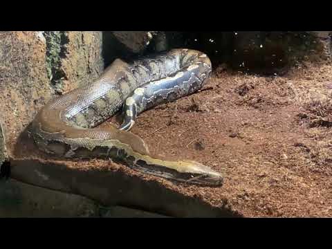 Zoo Encyclopedia - Borneo Short Tailed Python (Python breitensteini ...