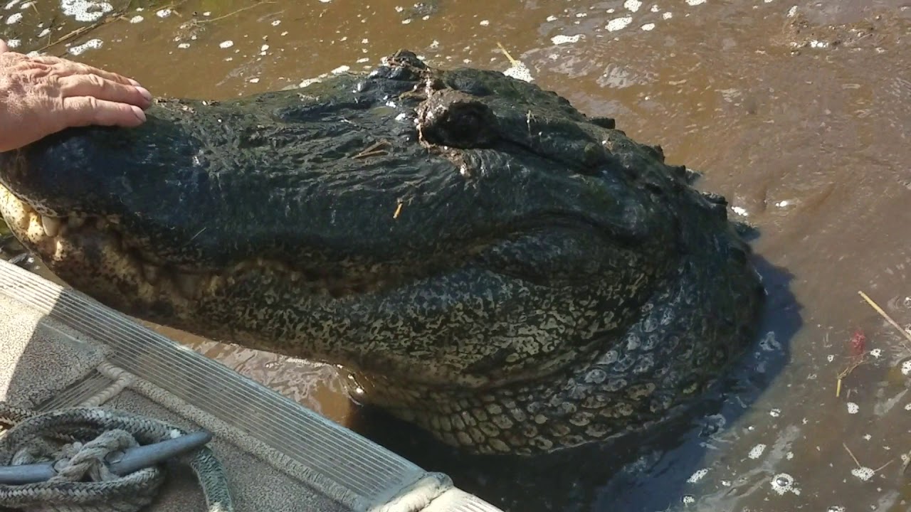 Swamp Gator Airboat Tour - YouTube