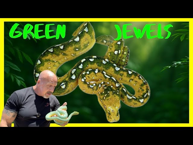 Green Tree Python Tattoos